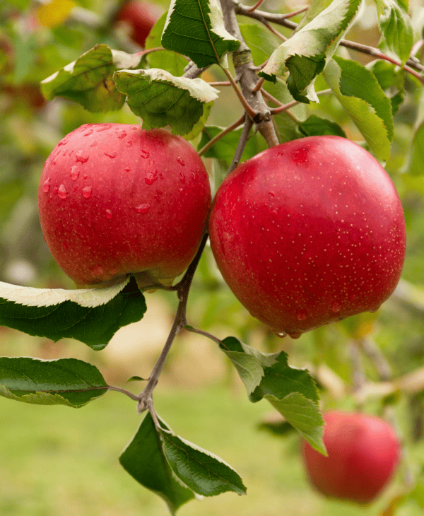 Fruit Tree Pollination Guide - Canadale