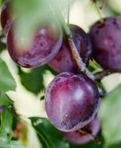 Fruit Tree Pollination Guide - Canadale