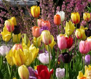 Fall Bulb Planting Guide - Canadale