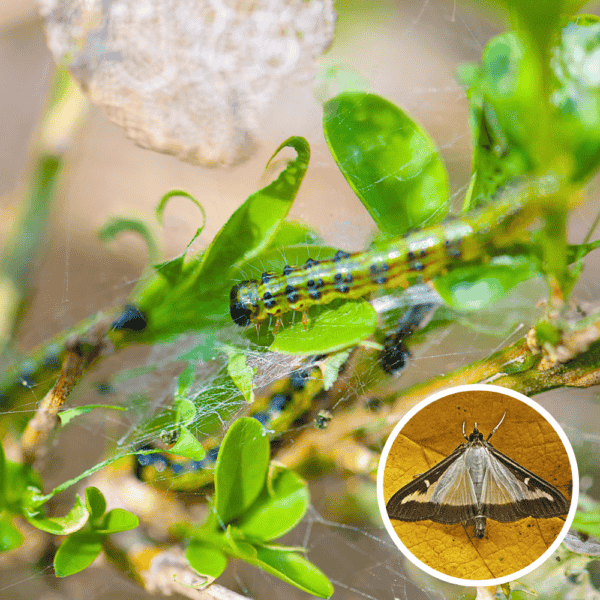 Protecting Your Boxwoods - Canadale