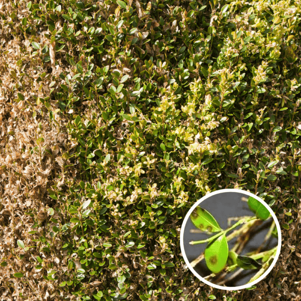 Protecting Your Boxwoods - Canadale