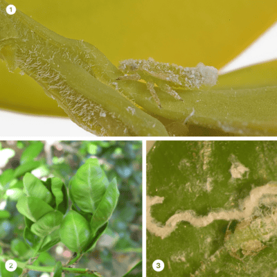 Protecting Your Boxwoods - Canadale