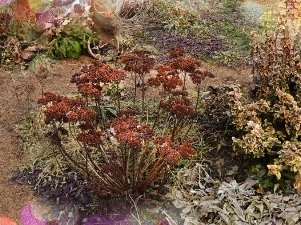 Understanding Plant Dormancy - Canadale