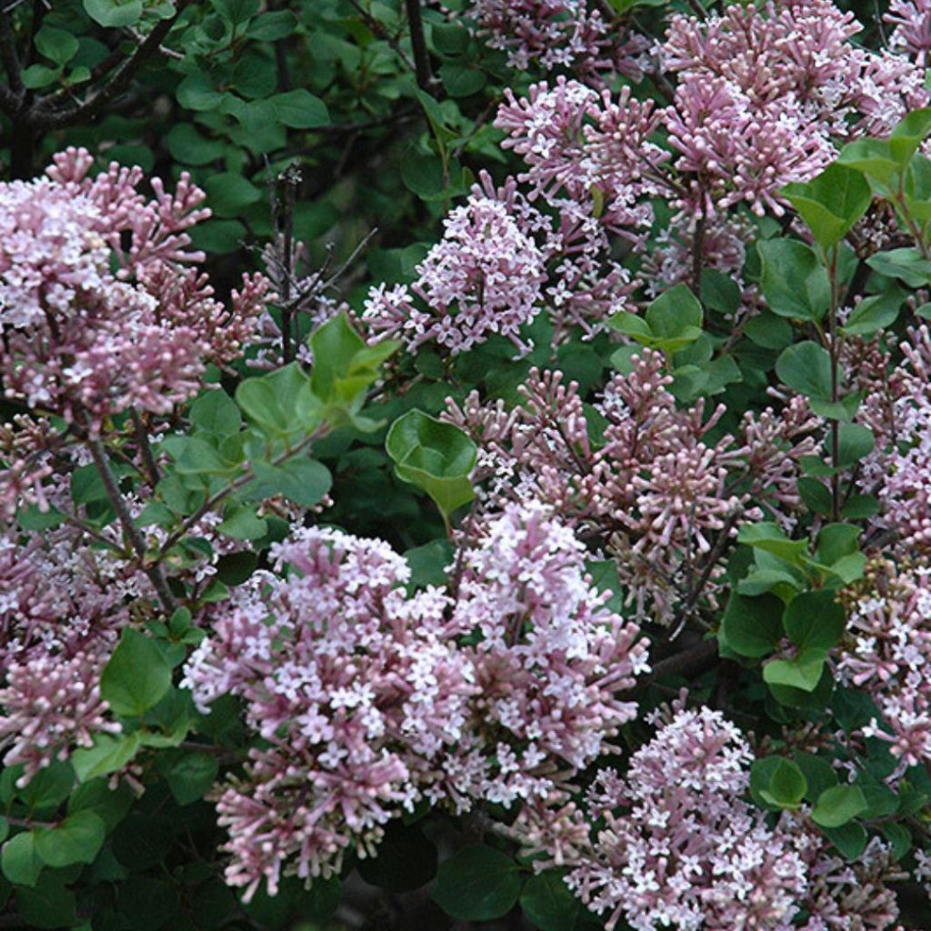 Canadale Nurseries | Your Source for Gardening Supplies